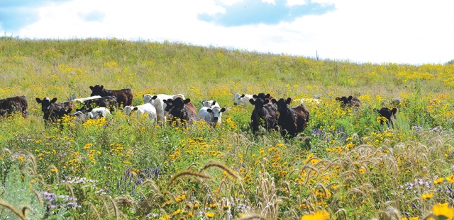 Land Stewardship Project - Fostering an ethic of stewardship for ...