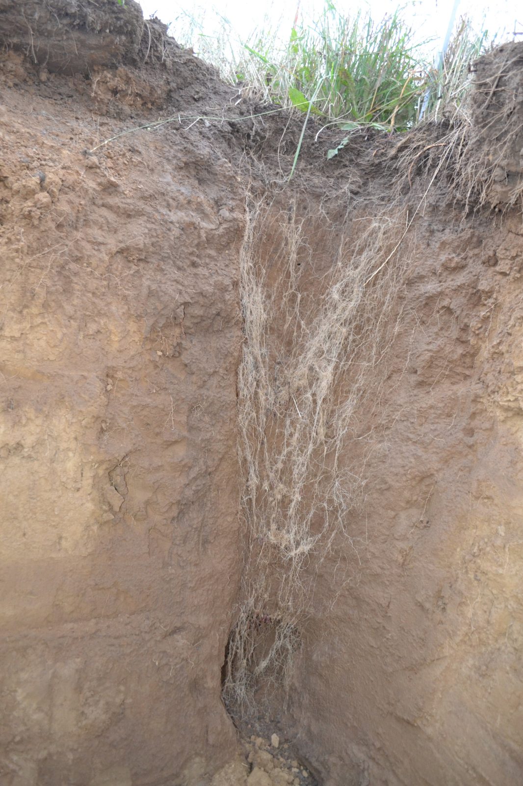 Songs for the Soil - Land Stewardship Project