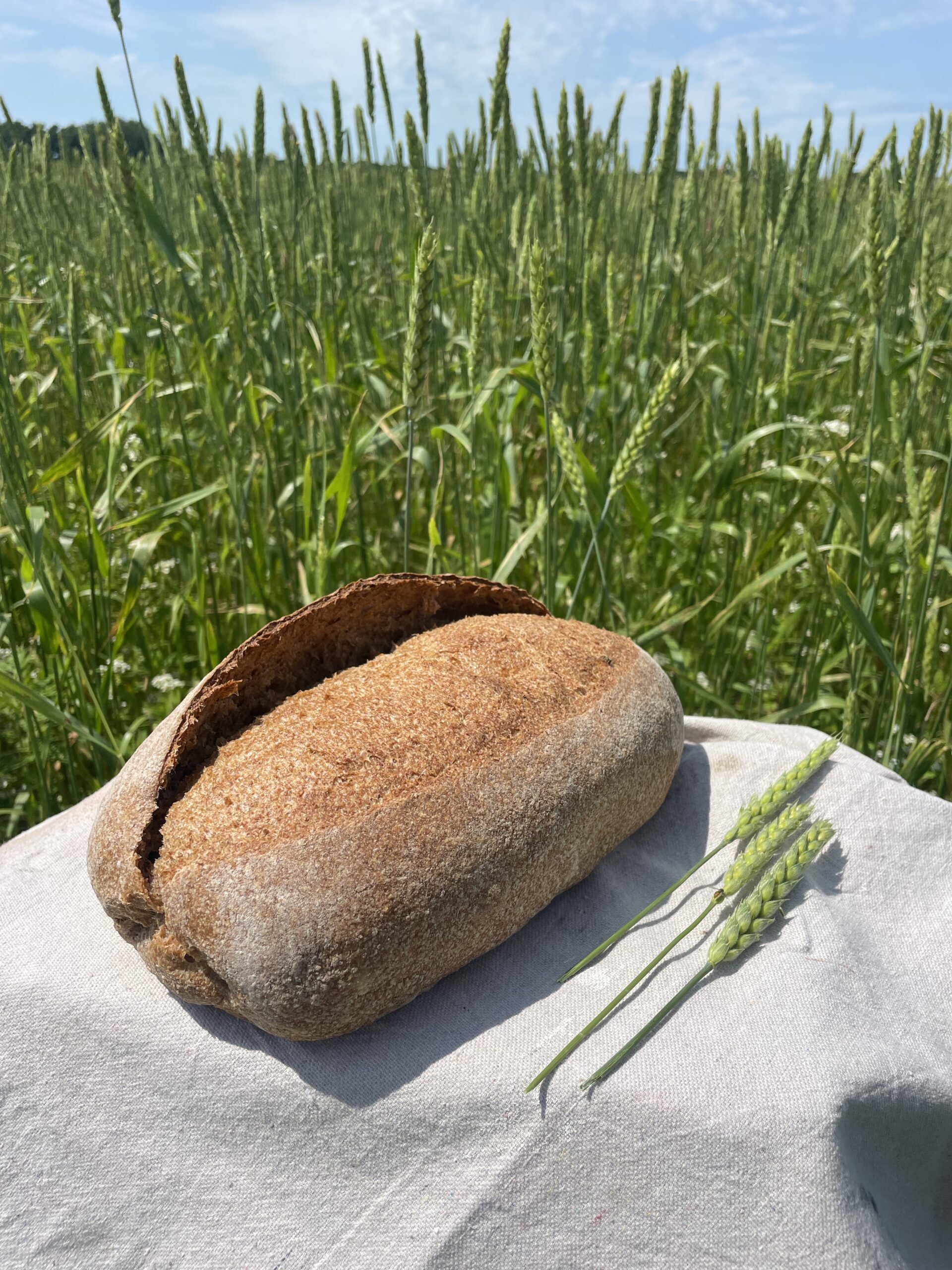 Growing New Grains for Better Bread - Land Stewardship Project