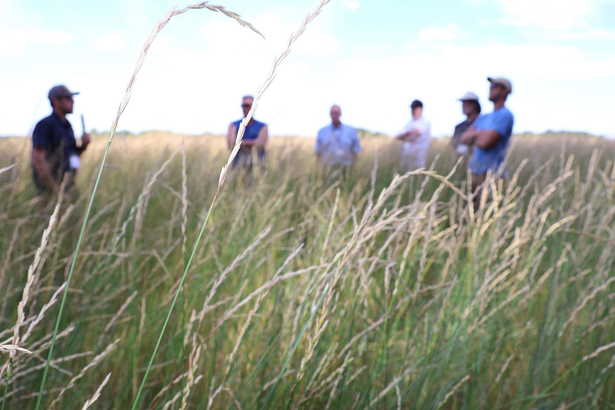 Kernza - Land Stewardship Project