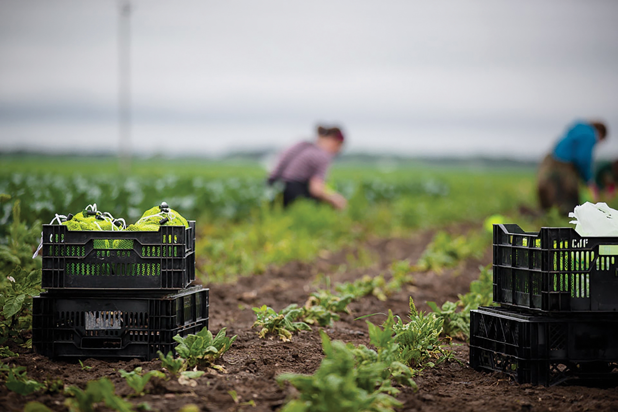 LSP Applauds Sen. Klobuchar’s Support of Whole Farm Revenue Protection ...