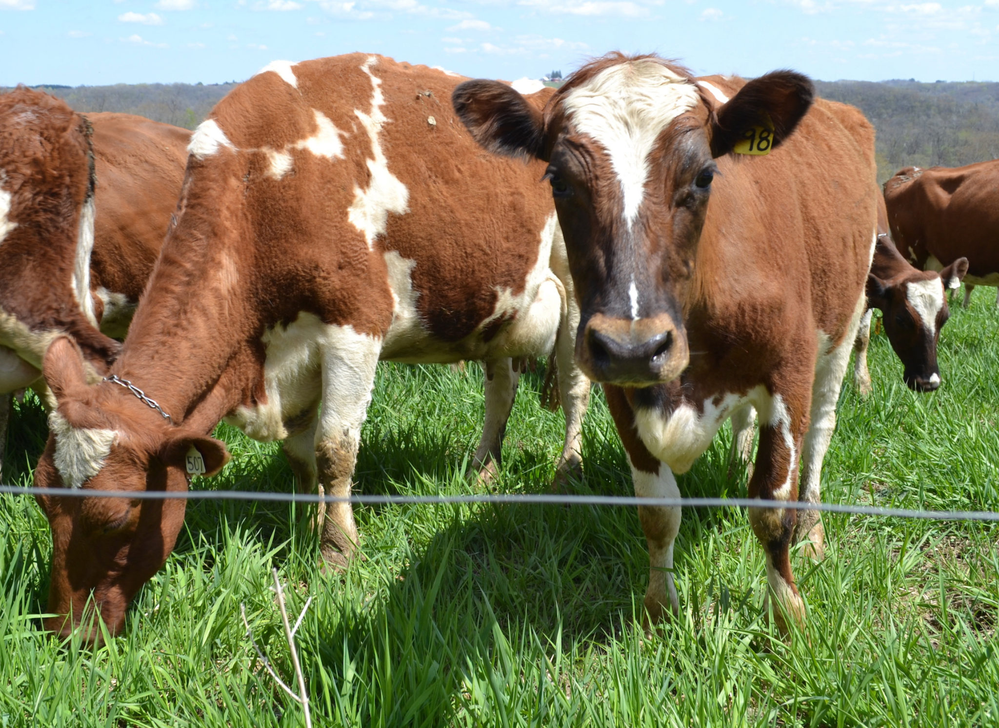 Grazing - Land Stewardship Project