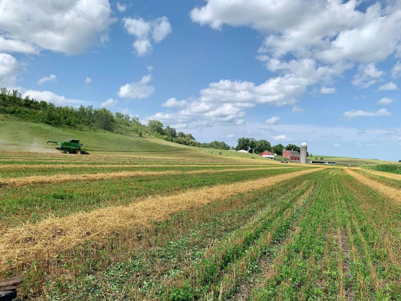Oats & The 3-Legged Stool of Farm Resiliency - Land Stewardship Project