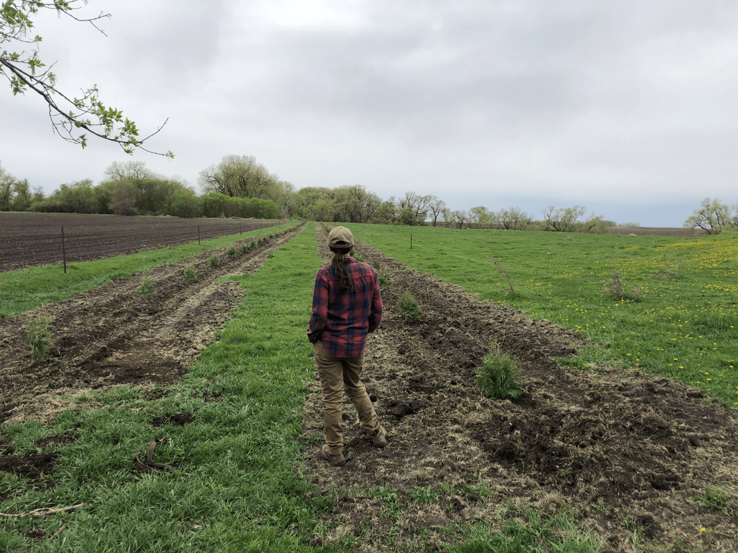Minnesota Soil Health Story: Rhyan Schicker - Land Stewardship Project