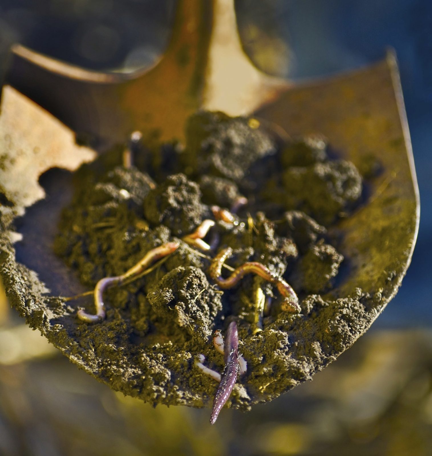 Songs for the Soil - Land Stewardship Project